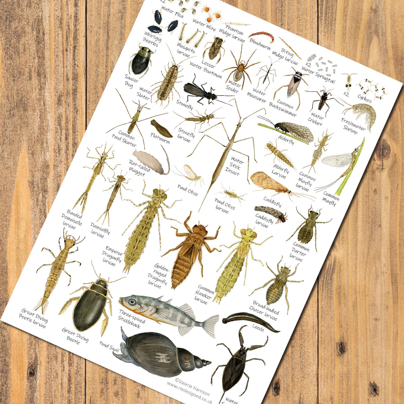 Pond & Stream A5 Art Print, Card, Pondlife Postcard, Identification ...