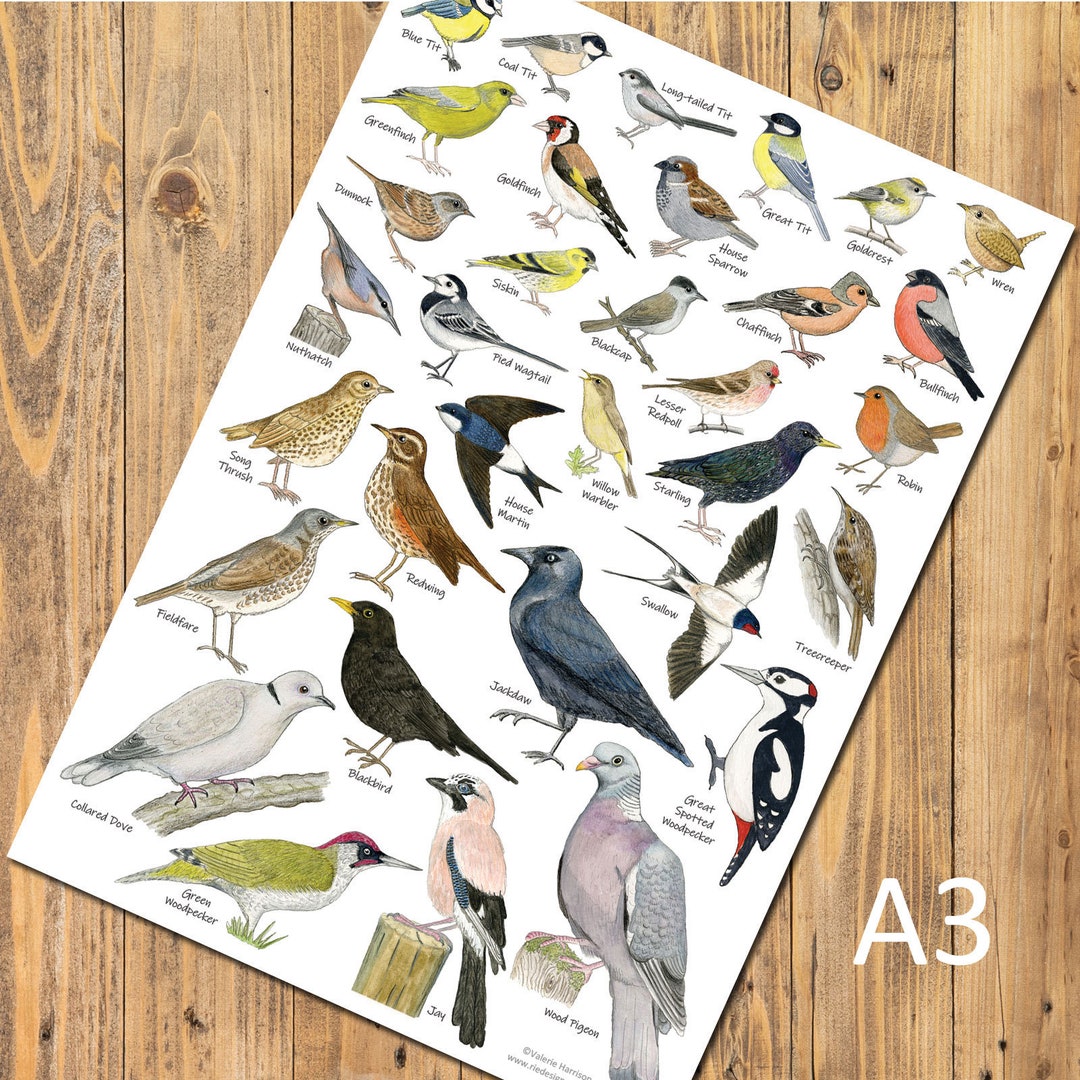 British Garden Birds A3 Identification Poster, Wildlife Chart, Nature ...