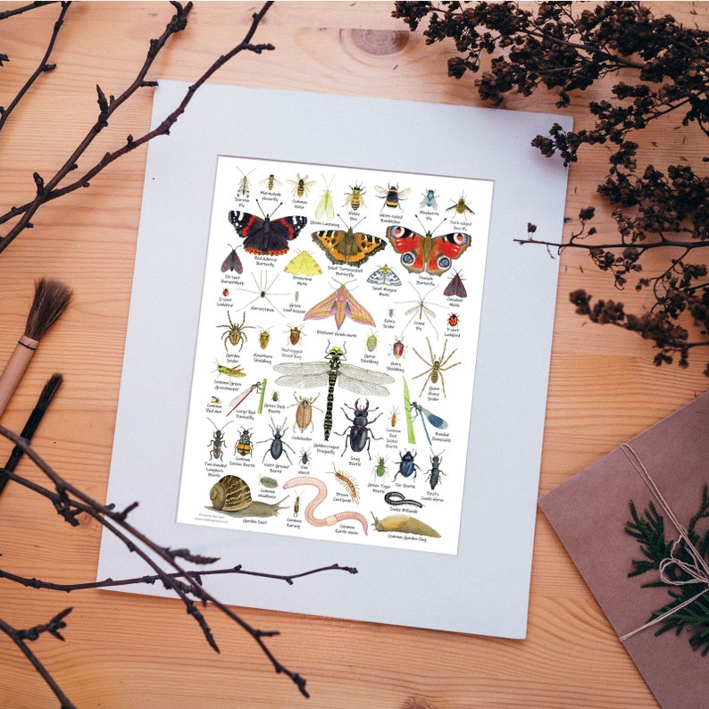 British Insects A4 Identification Chart Wildlife Card Bugs - Etsy