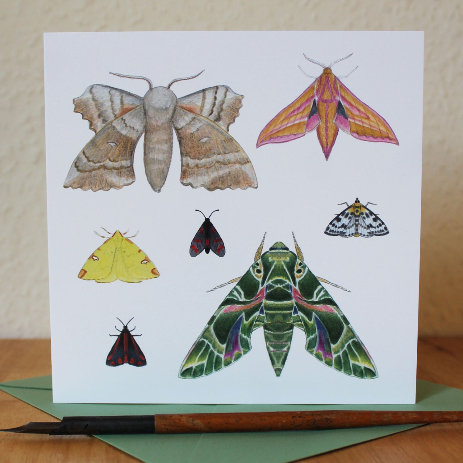 Moth Card Moths Square Blank Greetings Card Hawk Moths | Etsy