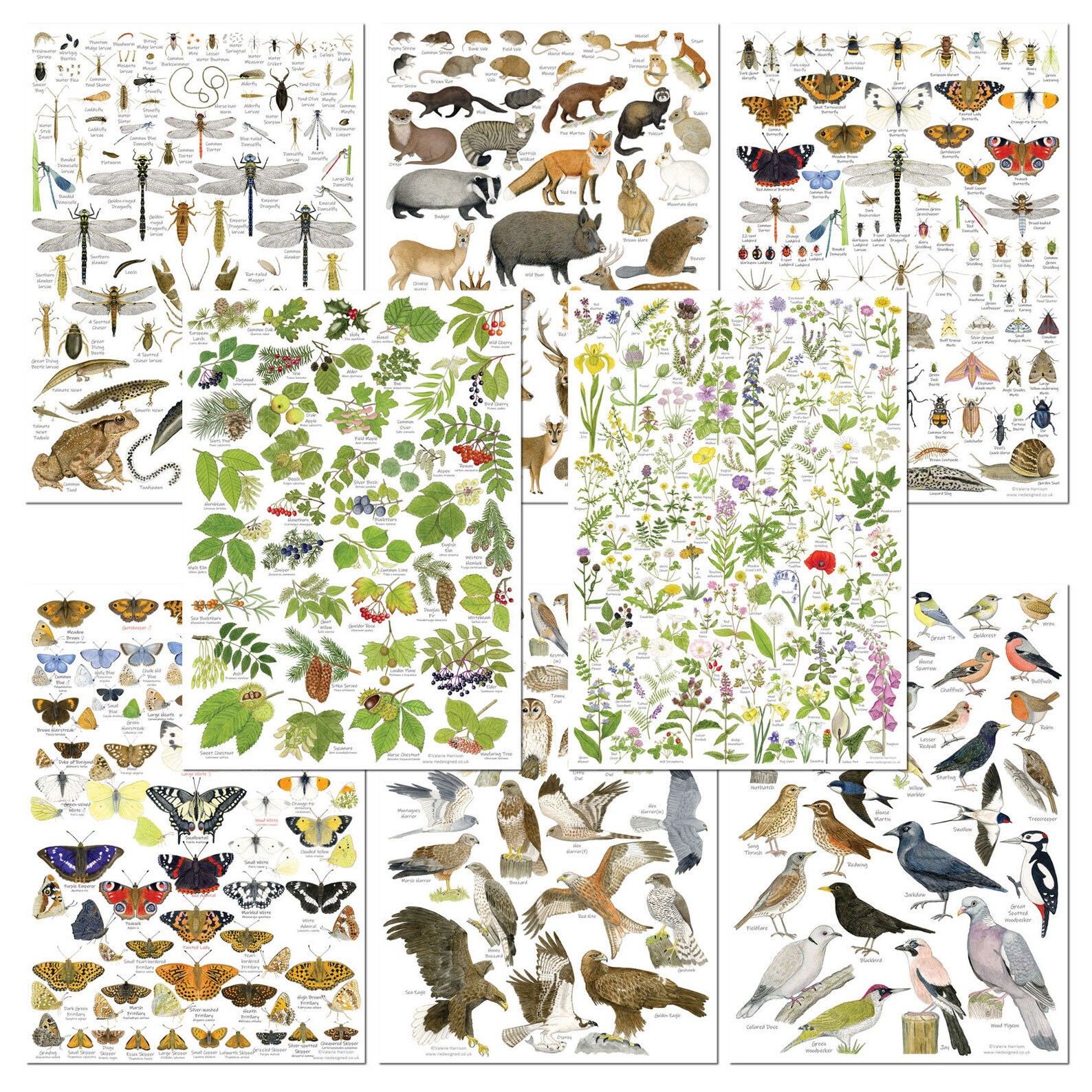 Set of 8 A3 Nature Identification Posters Wildlife Charts - Etsy UK