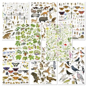 Set of 8 A3 Nature Identification Posters, Wildlife Charts, Art Prints ...