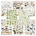 Set of 8 A3 Nature Identification Posters, Wildlife Charts, Art Prints ...