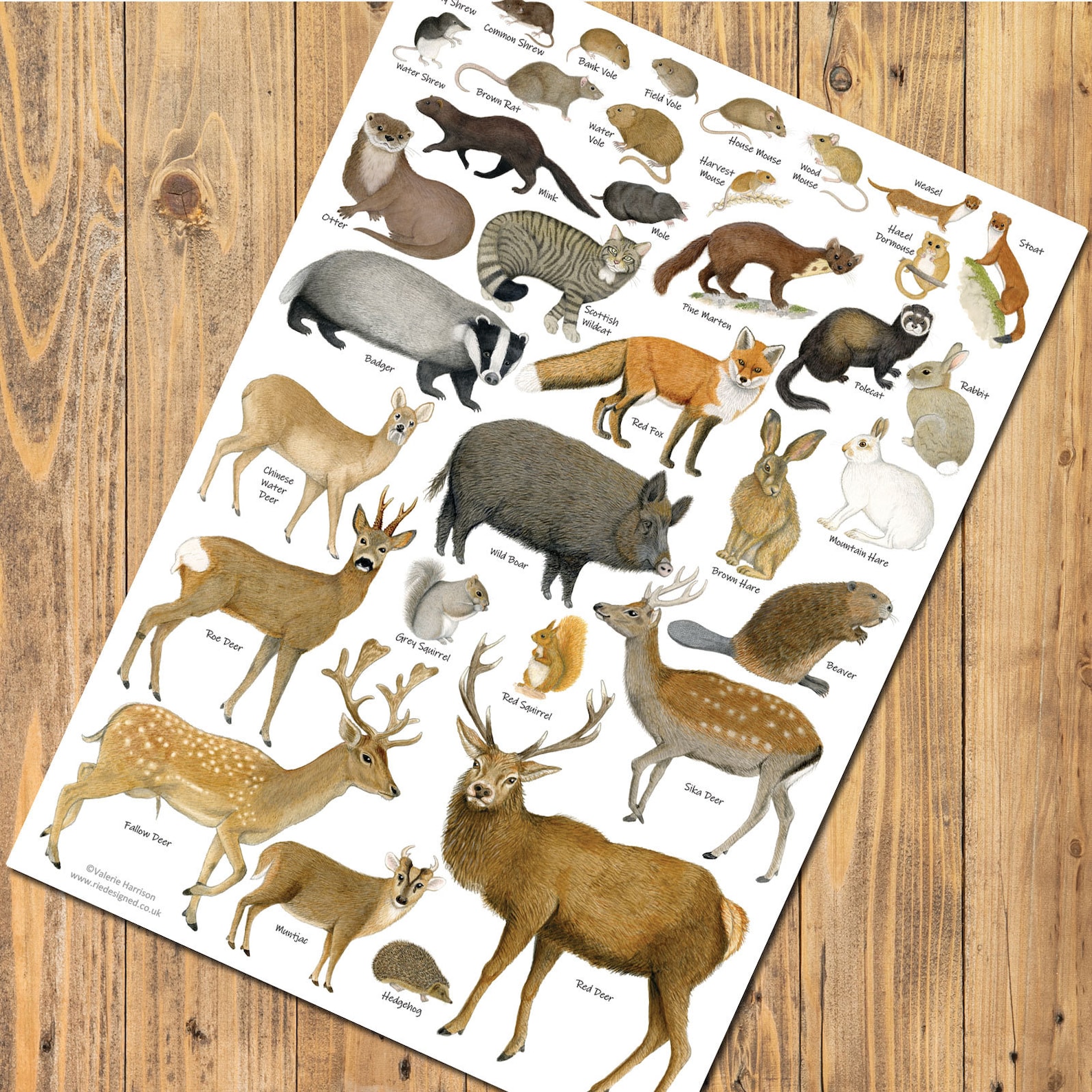 British Land Mammals A3 Identification Poster Wildlife Chart - Etsy UK