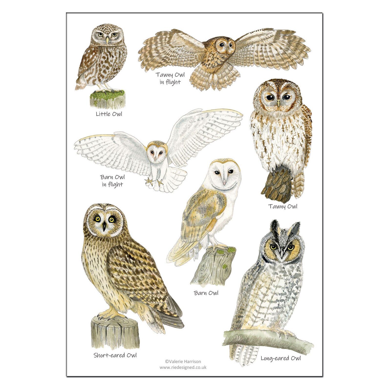 British Owls A5 Identification Chart Wildlife Card Postcard | Etsy UK