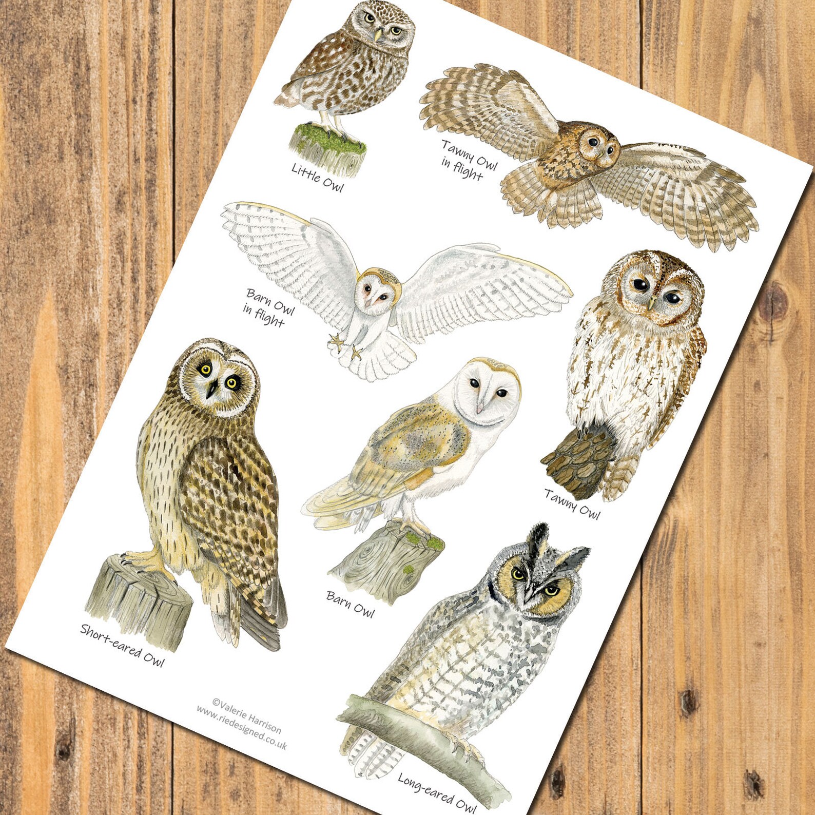 British Owls A5 Identification Chart Wildlife Card Postcard - Etsy UK