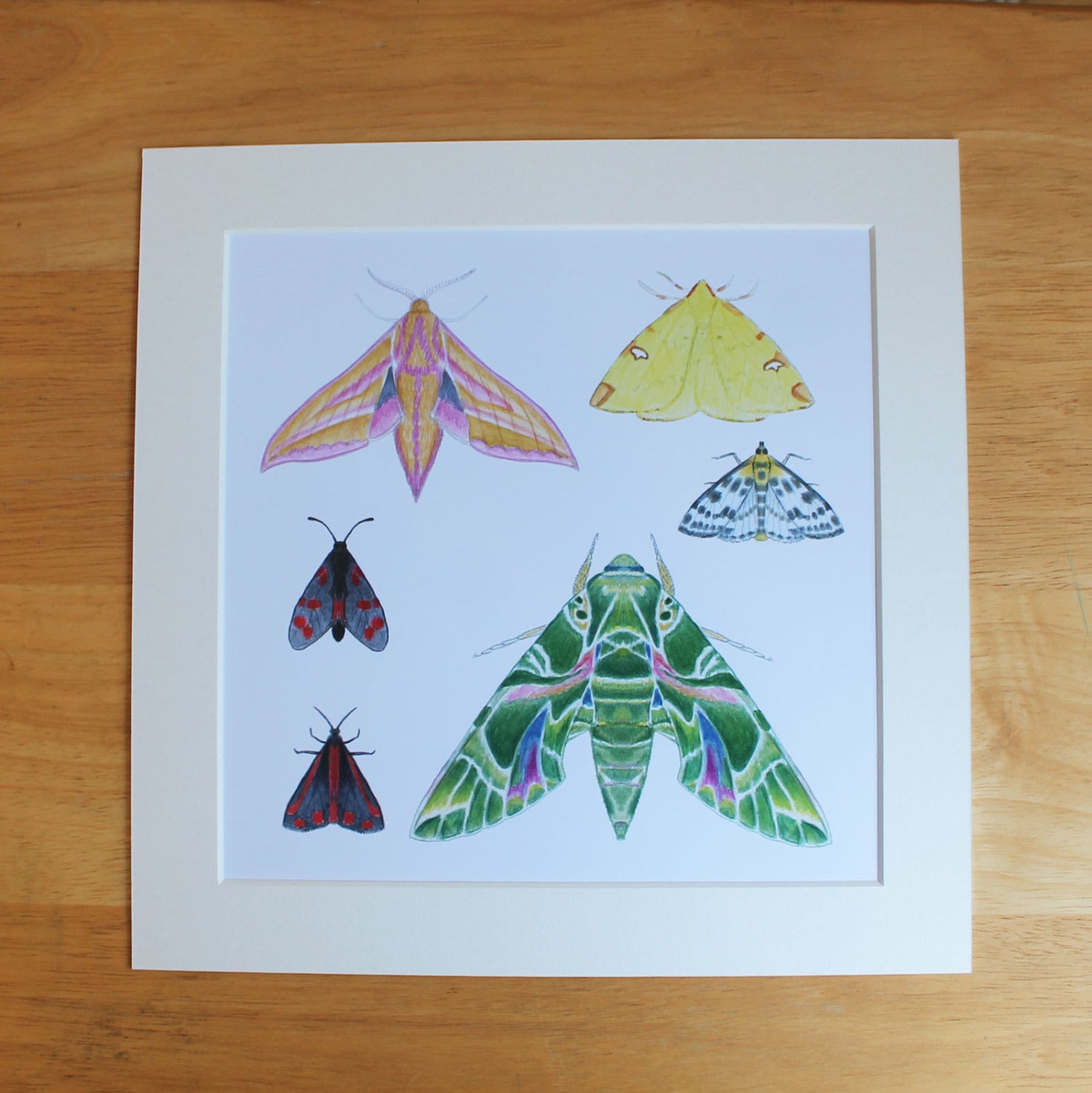 Moths Mounted Print Insects Large Square Artwork Nature - Etsy UK