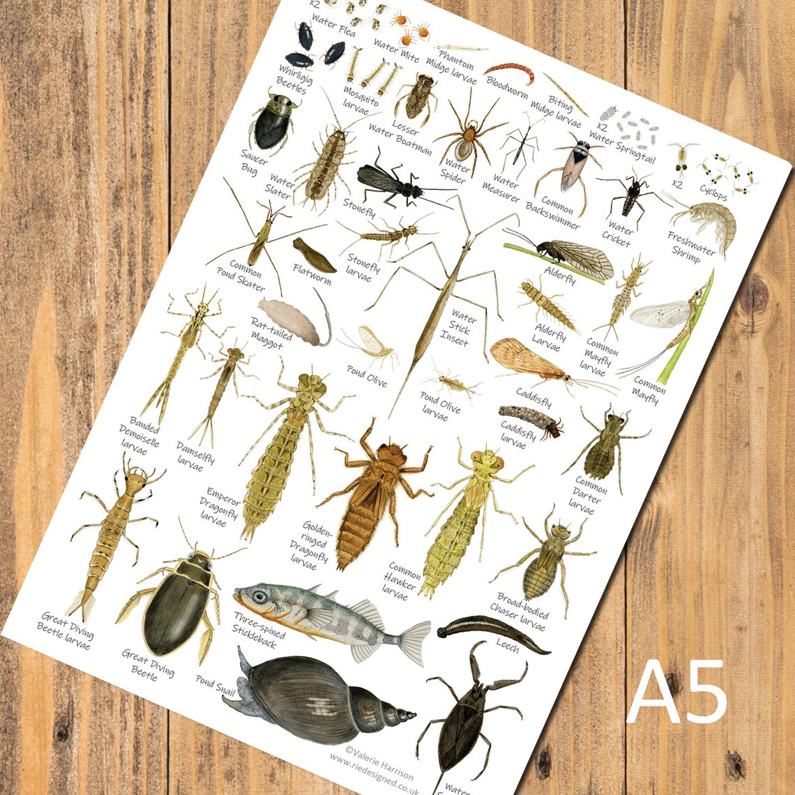 Pond & Stream A5 Art Print, Card, Pondlife Postcard, Identification ...