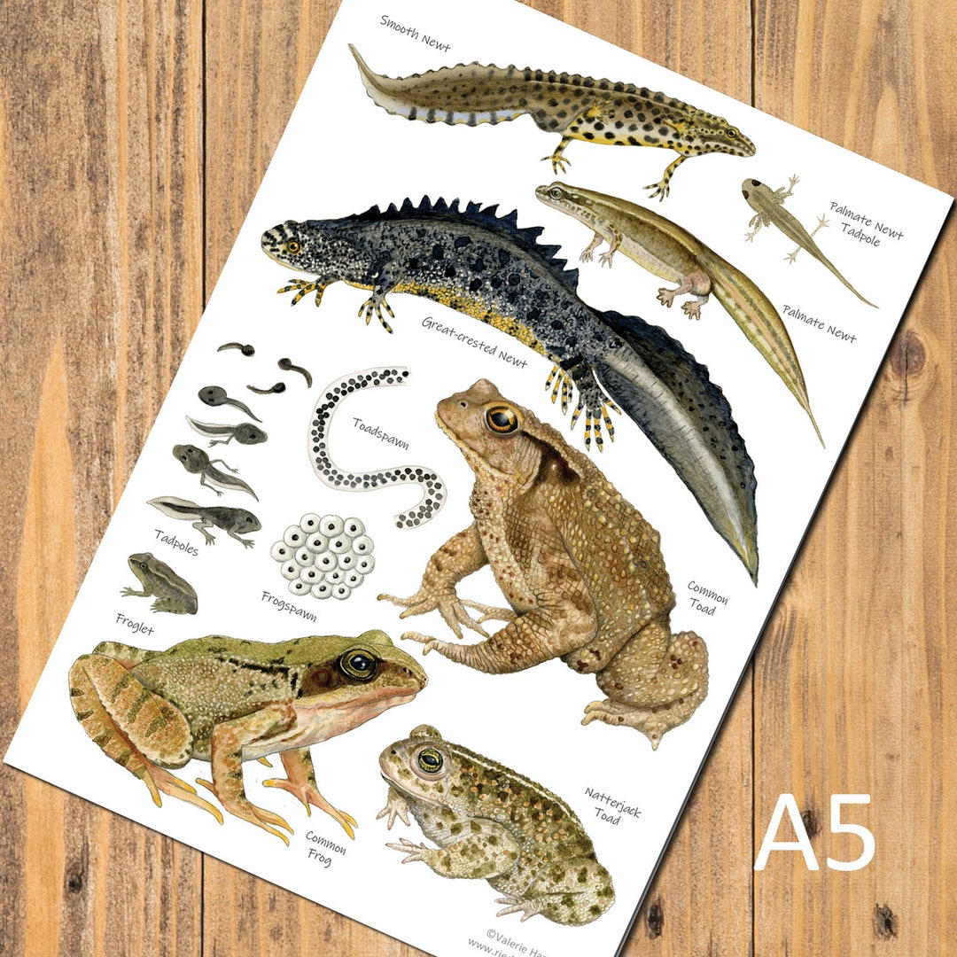 British Amphibians A5 Art Print, Frog, Toad & Newt Card, Pondlife ...