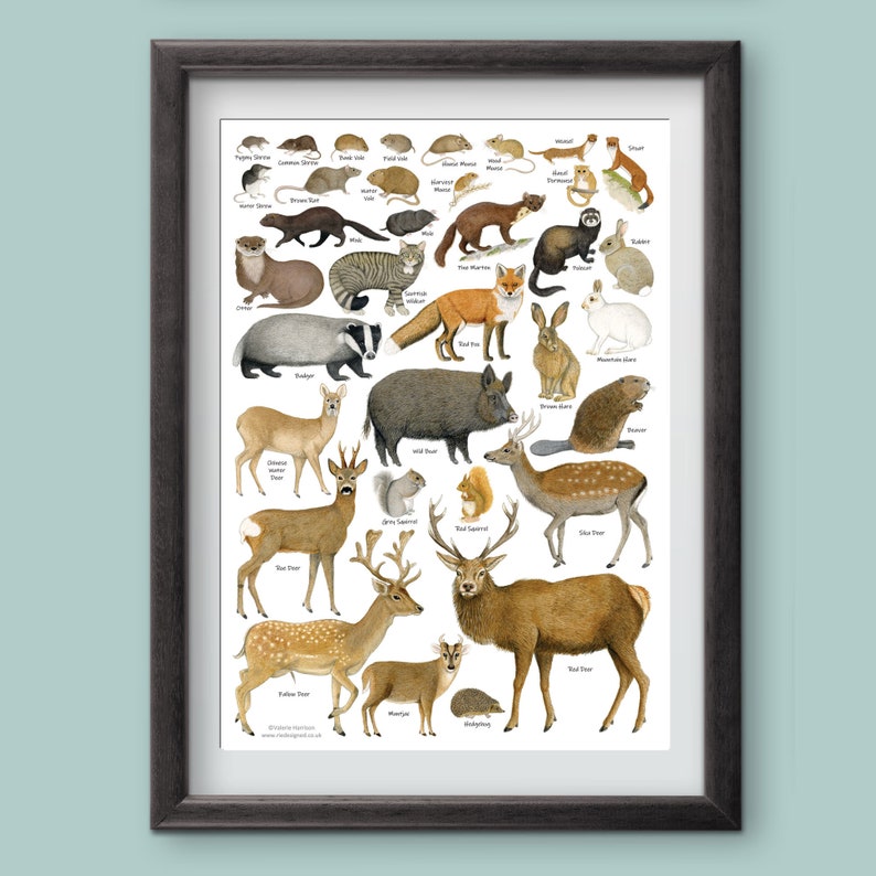 British Land Mammals A3 Identification Poster Wildlife Chart - Etsy UK