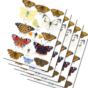 British Garden Butterflies A5 Art Print, Insects Card, Bugs Postcard ...