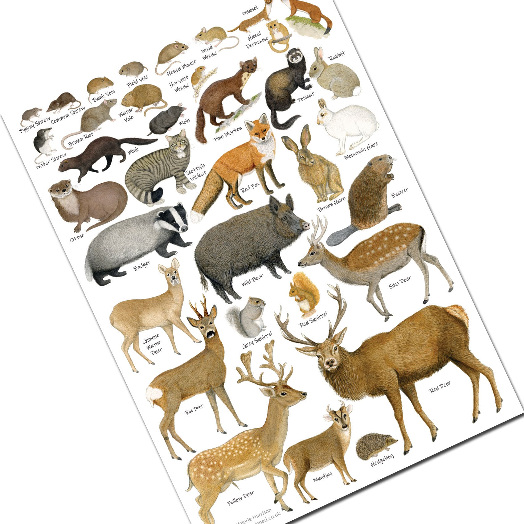 British Land Mammals A4 Identification Chart Wildlife Card - Etsy UK