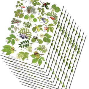 British Tree Leaves A5 Art Print, Nature Card, Wildlife Postcard, Trees ...