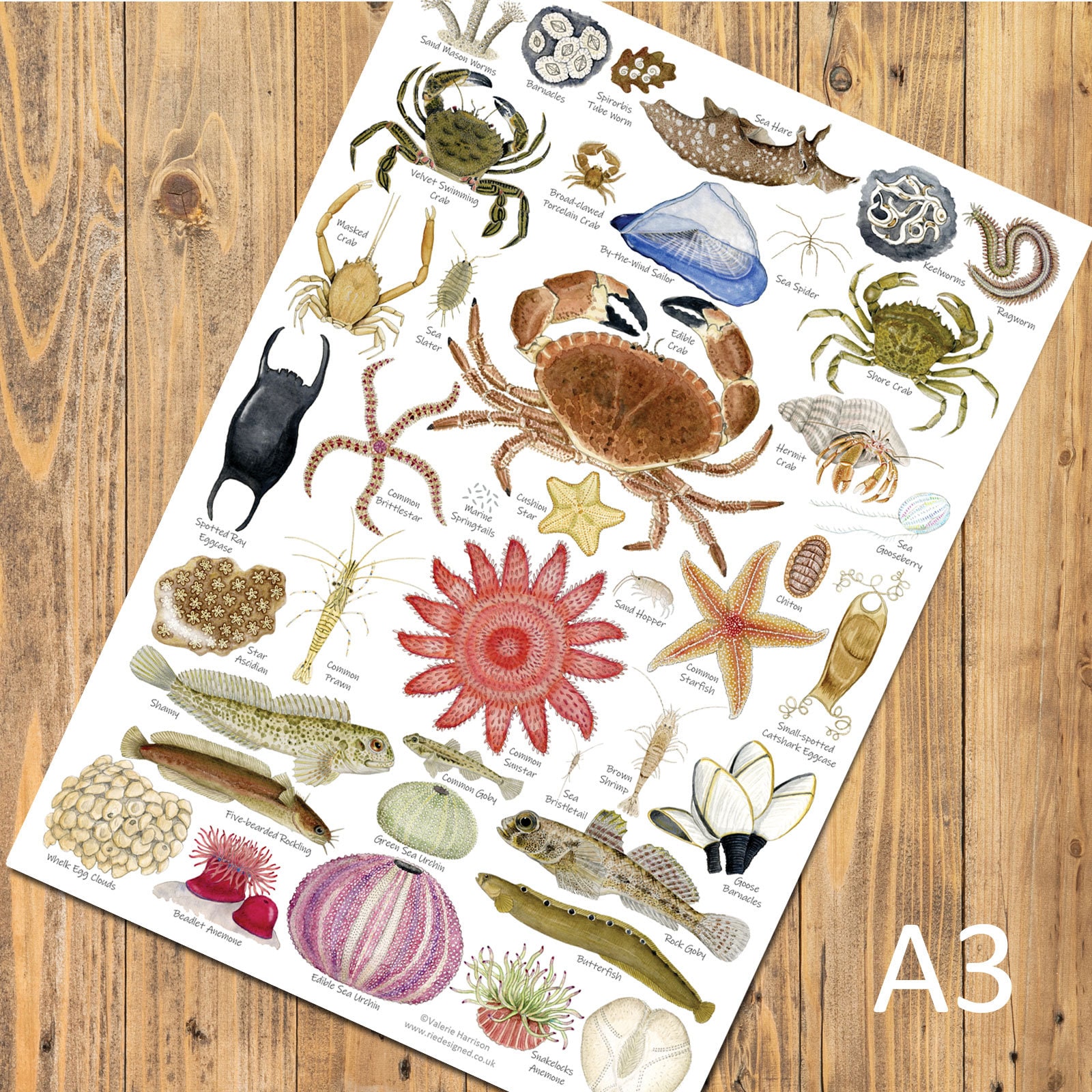British Seashore A3 Identification Poster, Beachcombing Chart ...