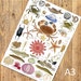 Set of 9 A3 Nature Identification Posters, Wildlife Charts, Art Prints ...