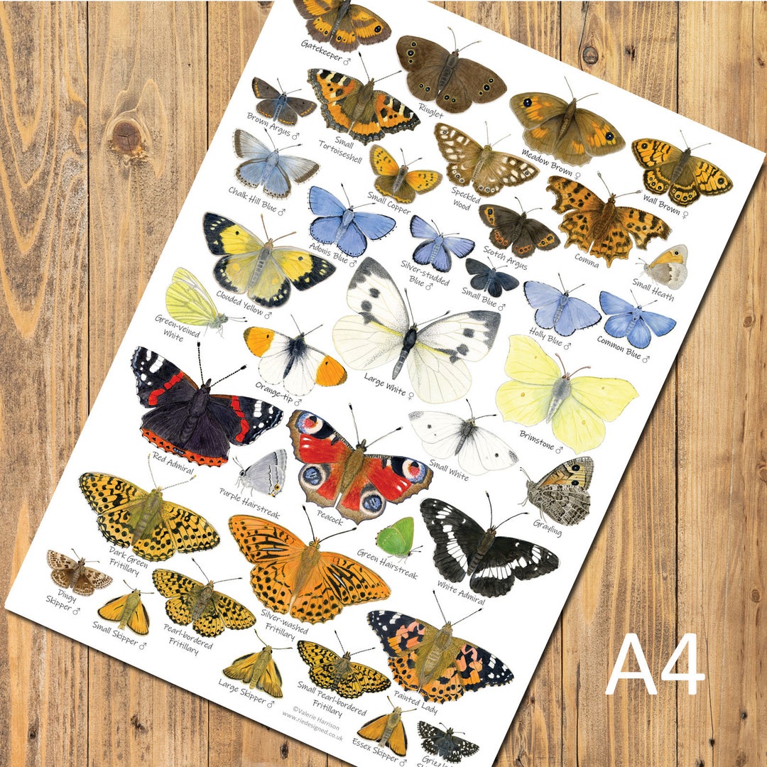 British Butterflies A4 Identification Chart, Wildlife Card, Bugs Poster ...
