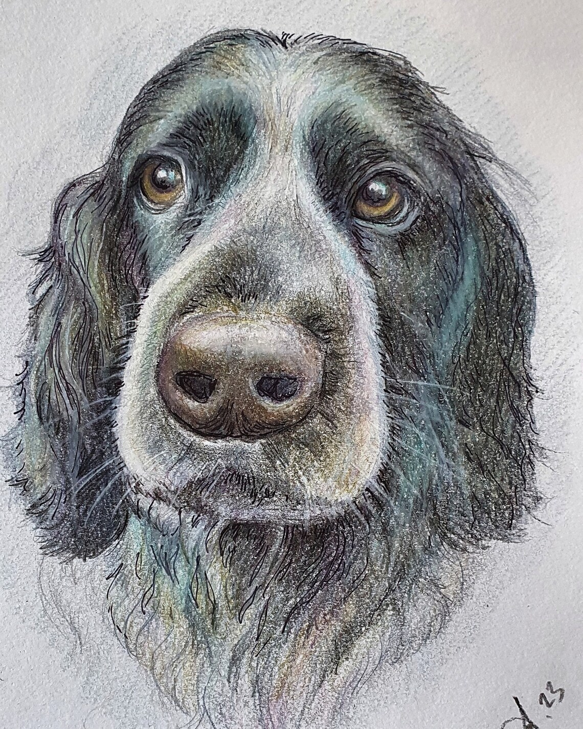 A4 Pencil Pet Portraits (image for Illustration Purpose Only) - Etsy