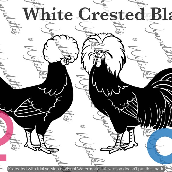 Polish Chicken - Etsy