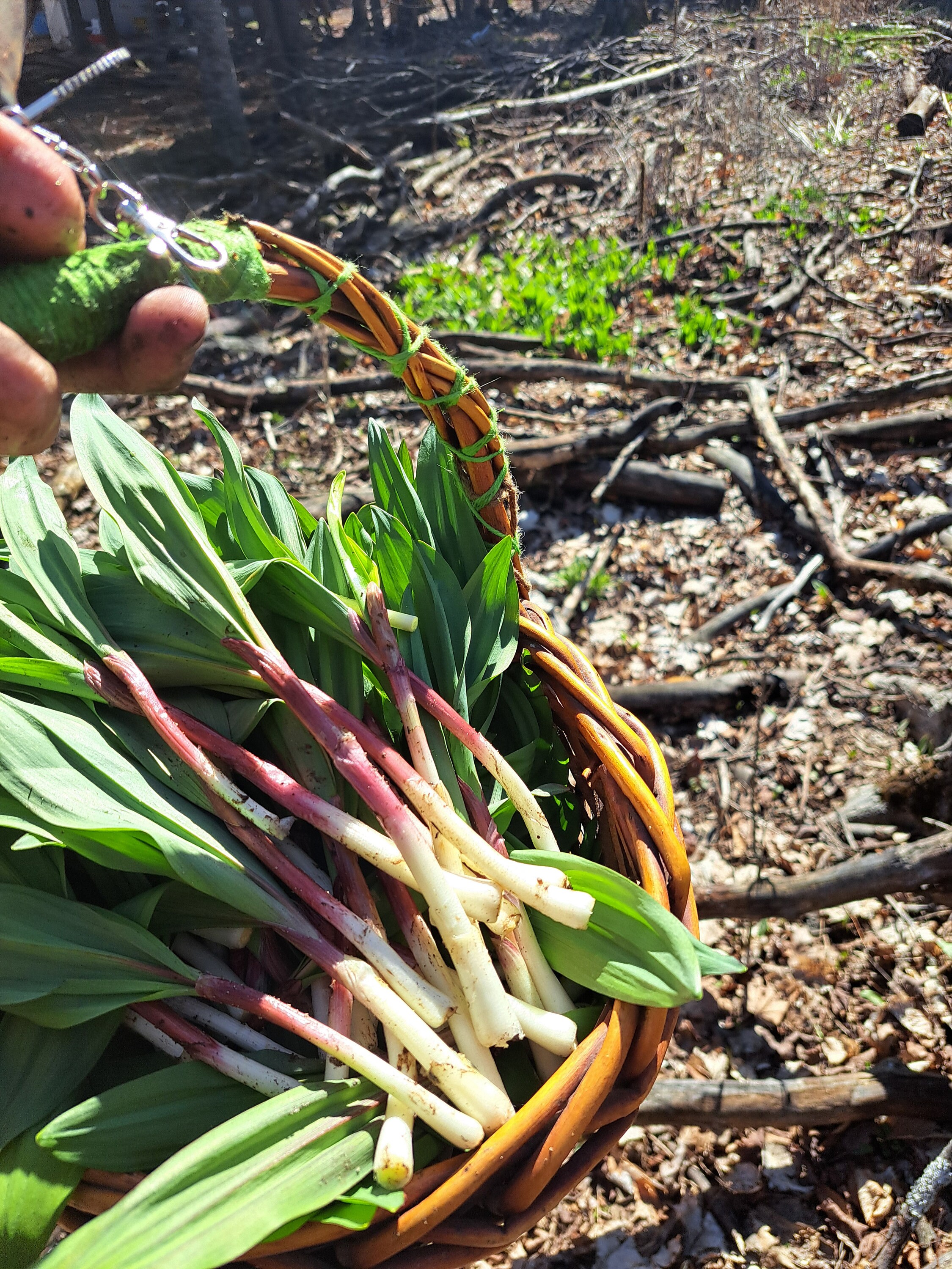 Wild Leeks, Ramps, Wild Ramps, Leeks, Wild Onion - Etsy