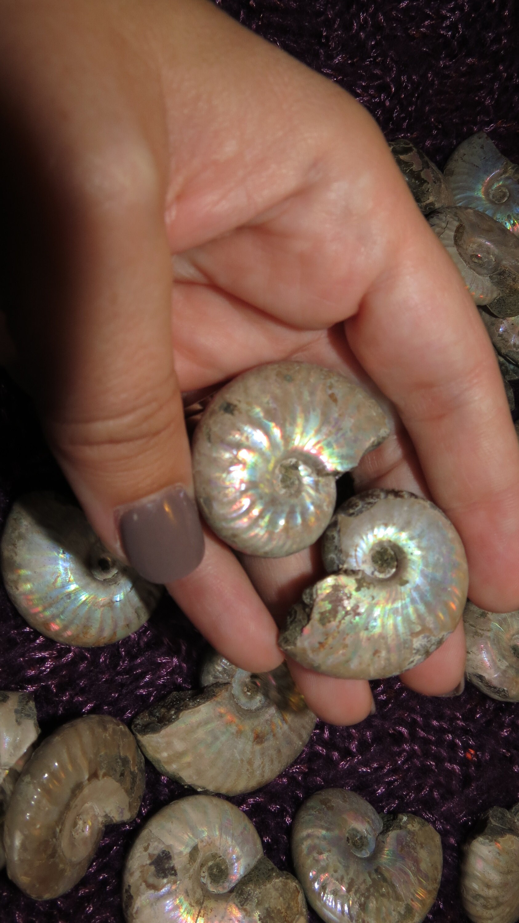 Opalized Rainbow Whole Ammolite Ammonite Fossils | Etsy