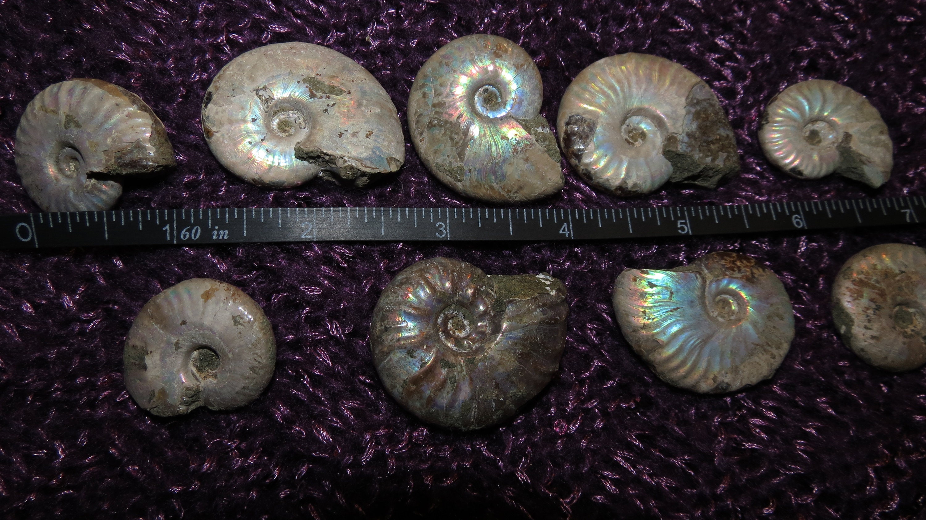 Opalized Rainbow Whole Ammolite Ammonite Fossils | Etsy