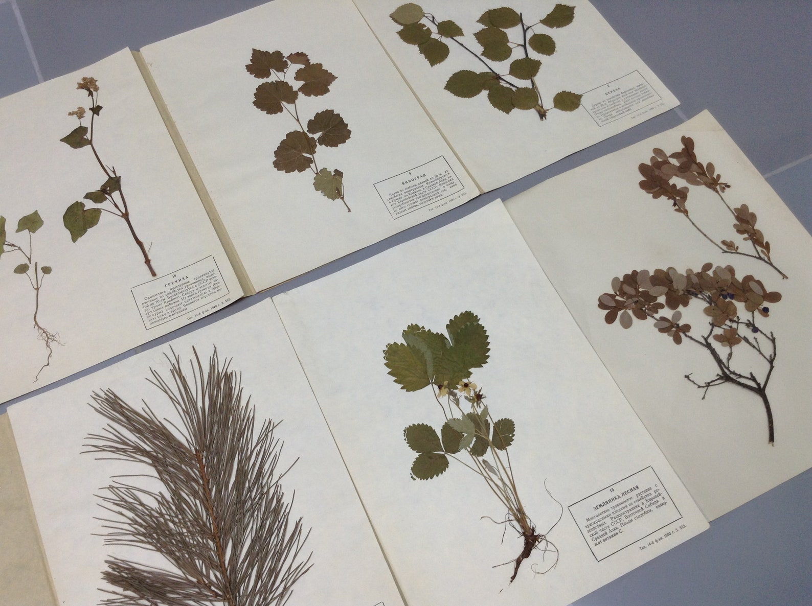 Collection of 43 Vintage Herbariums Real Vintage Botanical | Etsy