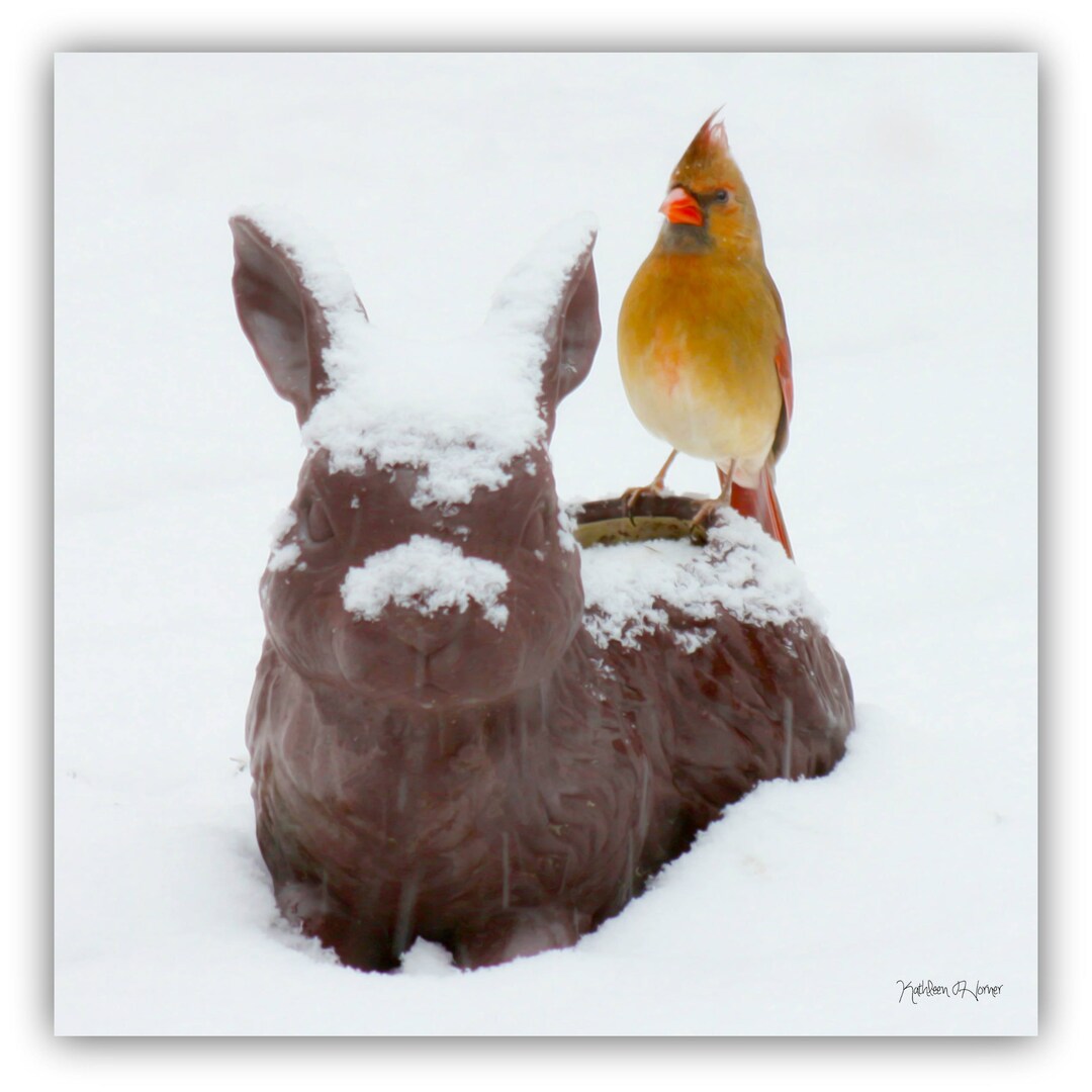 Female Cardinal and Bunny - Etsy
