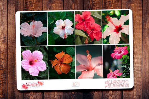 Hibiscus Flowers Only Full Boxes for Use in Erin Condren Life | Etsy