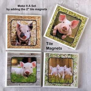 Pig Coasters Funny Coasters Pig Magnets Teacup Pigs Piglets Pig Fan ...