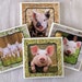 Pig Coasters Funny Coasters Pig Magnets Teacup Pigs Piglets - Etsy