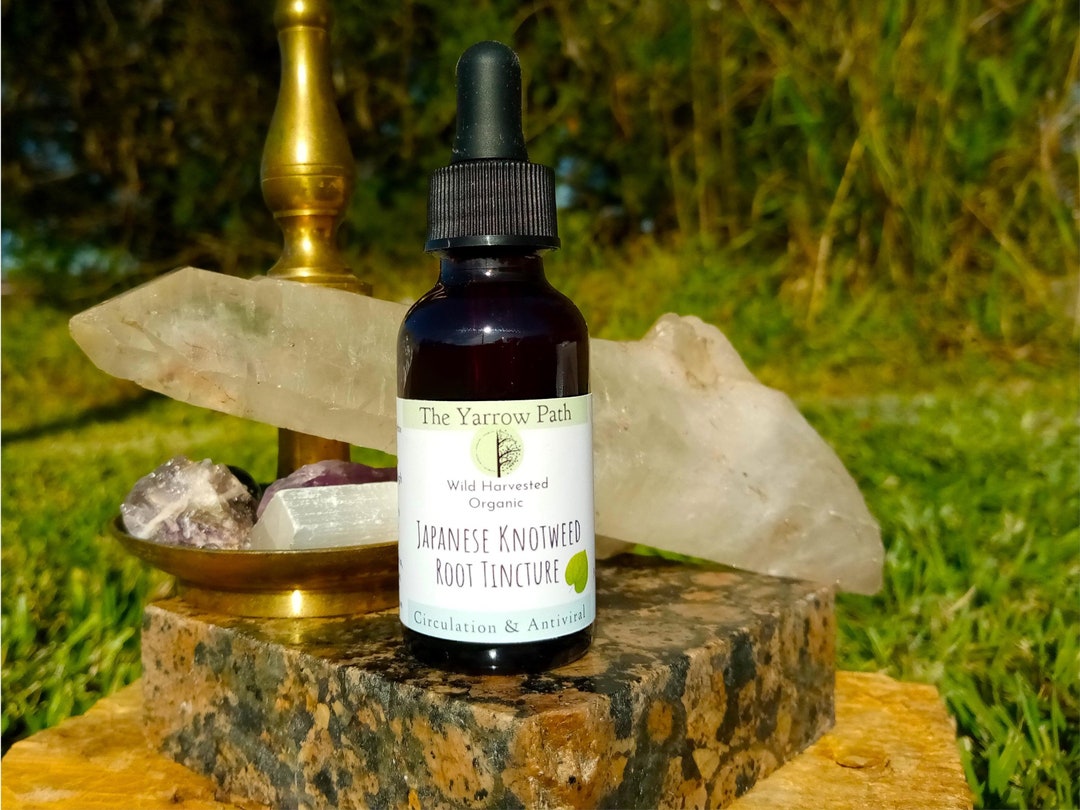 Wild Japanese Knotweed Extract, Hu Zhang, Organic Polygonum Cuspidatum ...
