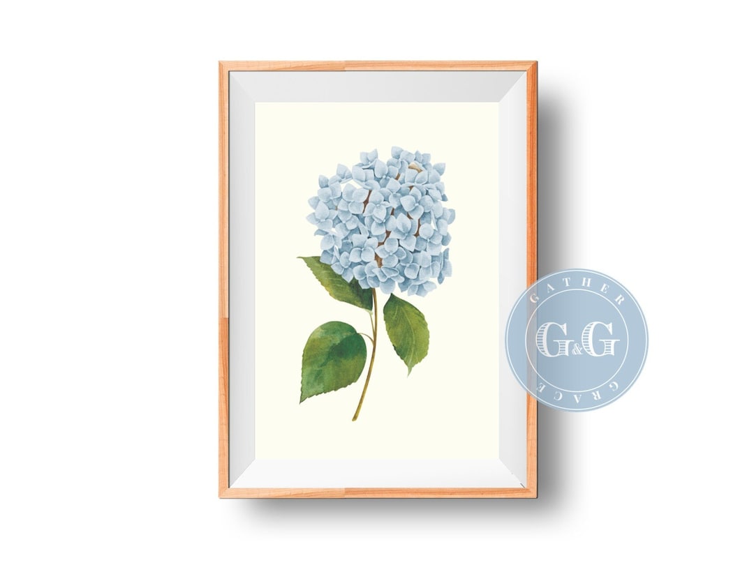 Vintage Hydrangea Print - Etsy