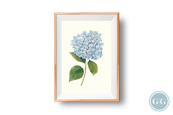 Vintage Hydrangea Print | Etsy