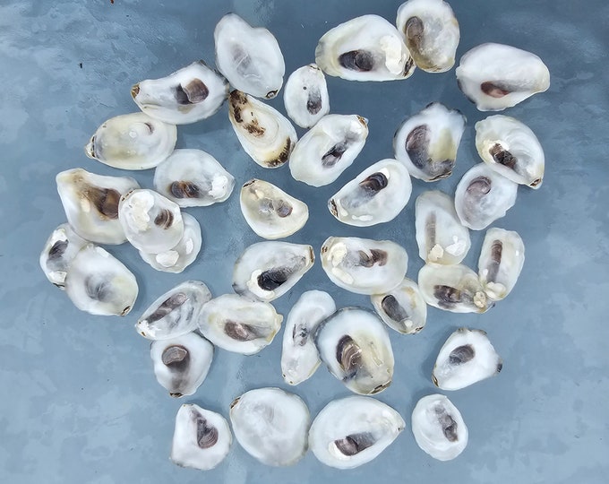 12 Tiny Flat Side Little Baby Oyster Shells From 1 1/4 up to 1 3/4 . - Etsy