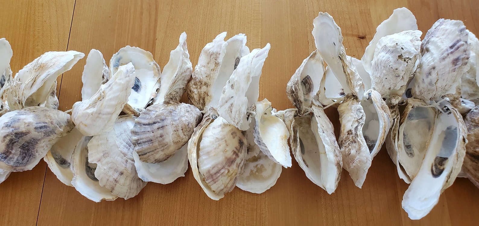 Oyster Shell Garland. Oyster Shell Table Runner. Wedding - Etsy