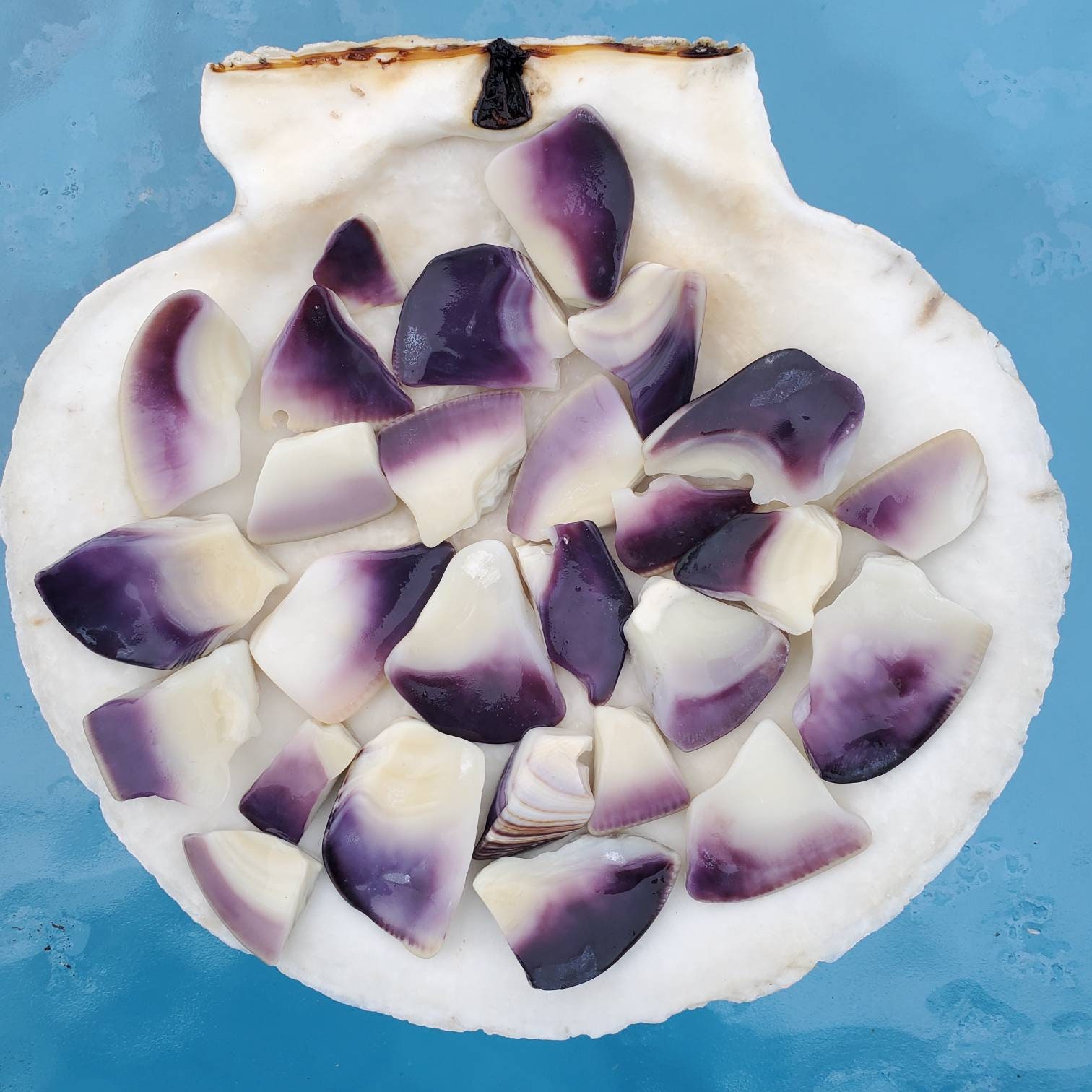 8 Small Wampum Shells Pieces. 1/2 up to 1 1/4 Purple - Etsy Singapore