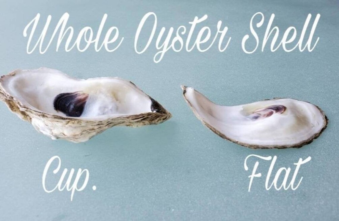12 Large FLAT SIDE 3 1/4 up to 4 Oyster Shells. Drilled - Etsy