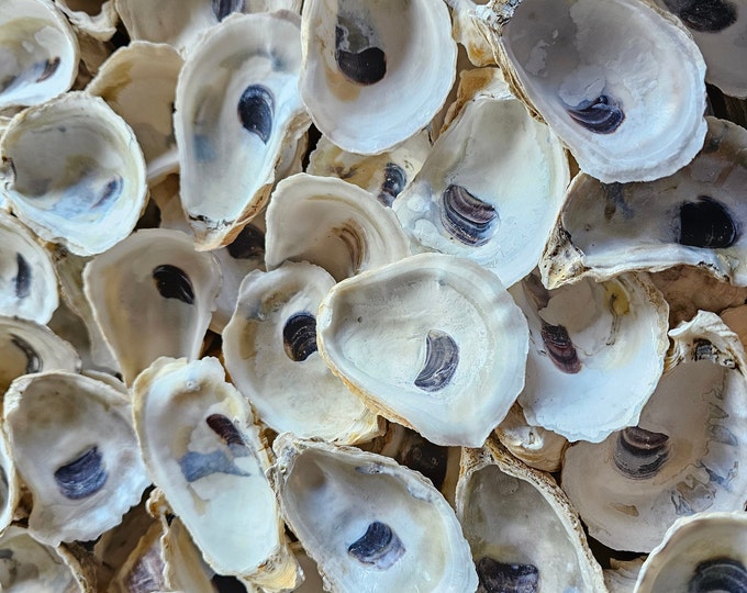 50 Cups 2 1/2 up 3" Bulk Cup Oyster Shells From Cape Cod Bay. Ready to ...