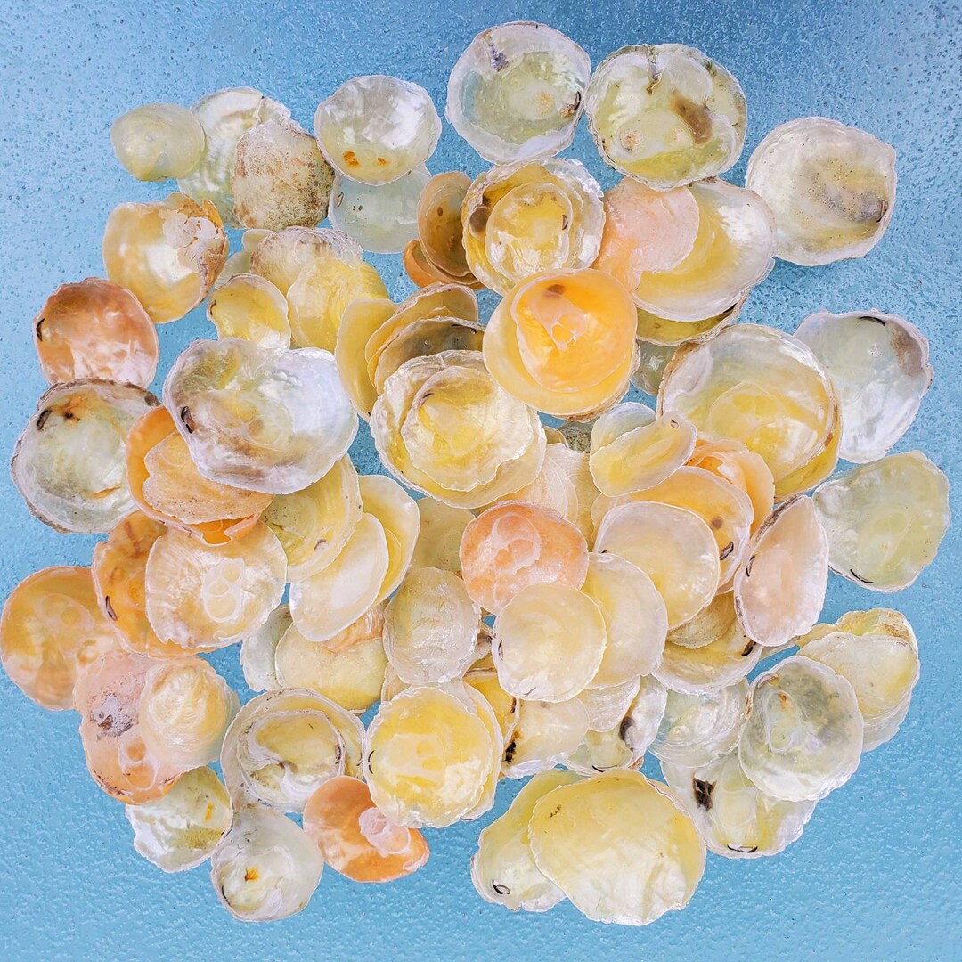 50 Gold Jingle Shells , Mermaid Toenails , Saddle Oysters. 1/4 up to 1 ...