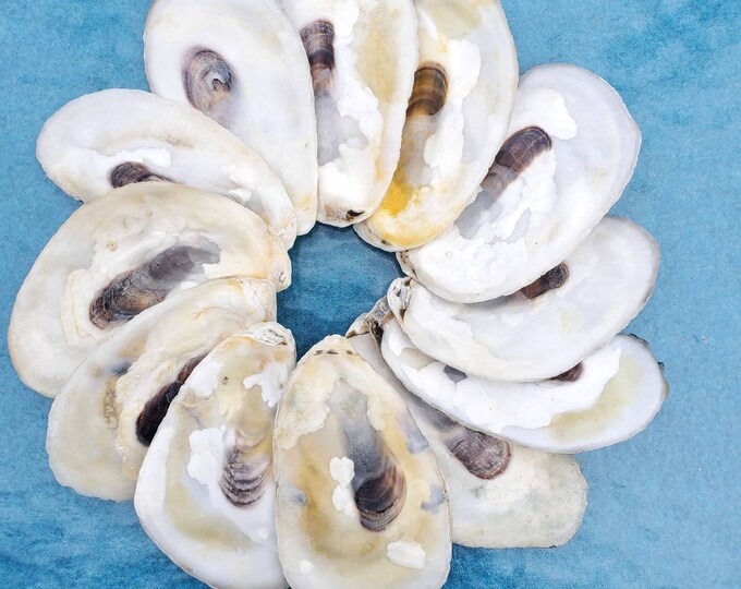 12 Large FLAT SIDE 3 1/4 up to 4 Oyster Shells. Drilled Available Flat ...