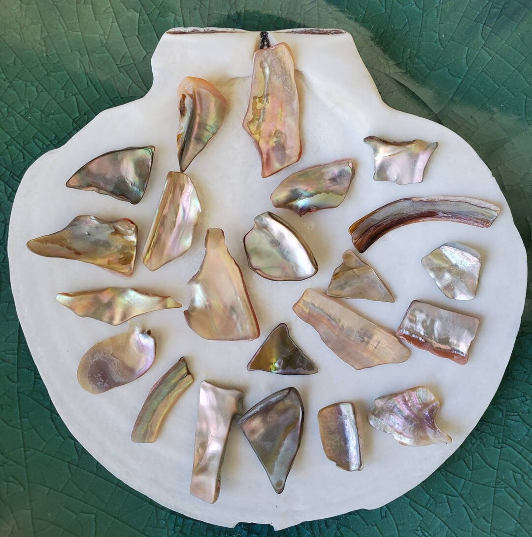 12 Tiny Little Baby Abalone Pieces 1/2 up to 1 1/4. Tiny Abalone Shell ...