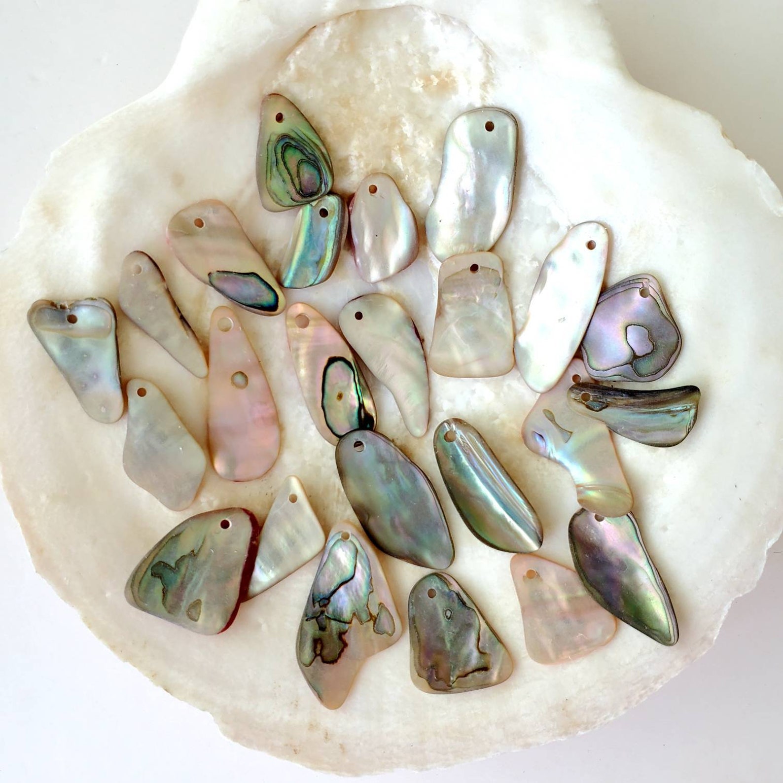 12 Tiny Little Baby Abalone Pieces 1/2 up to 1 - Etsy