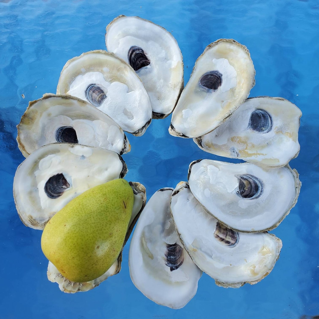 12 Extra-large FLAT SIDE 4 up to 5 Oyster Shells. Drilled Option ...