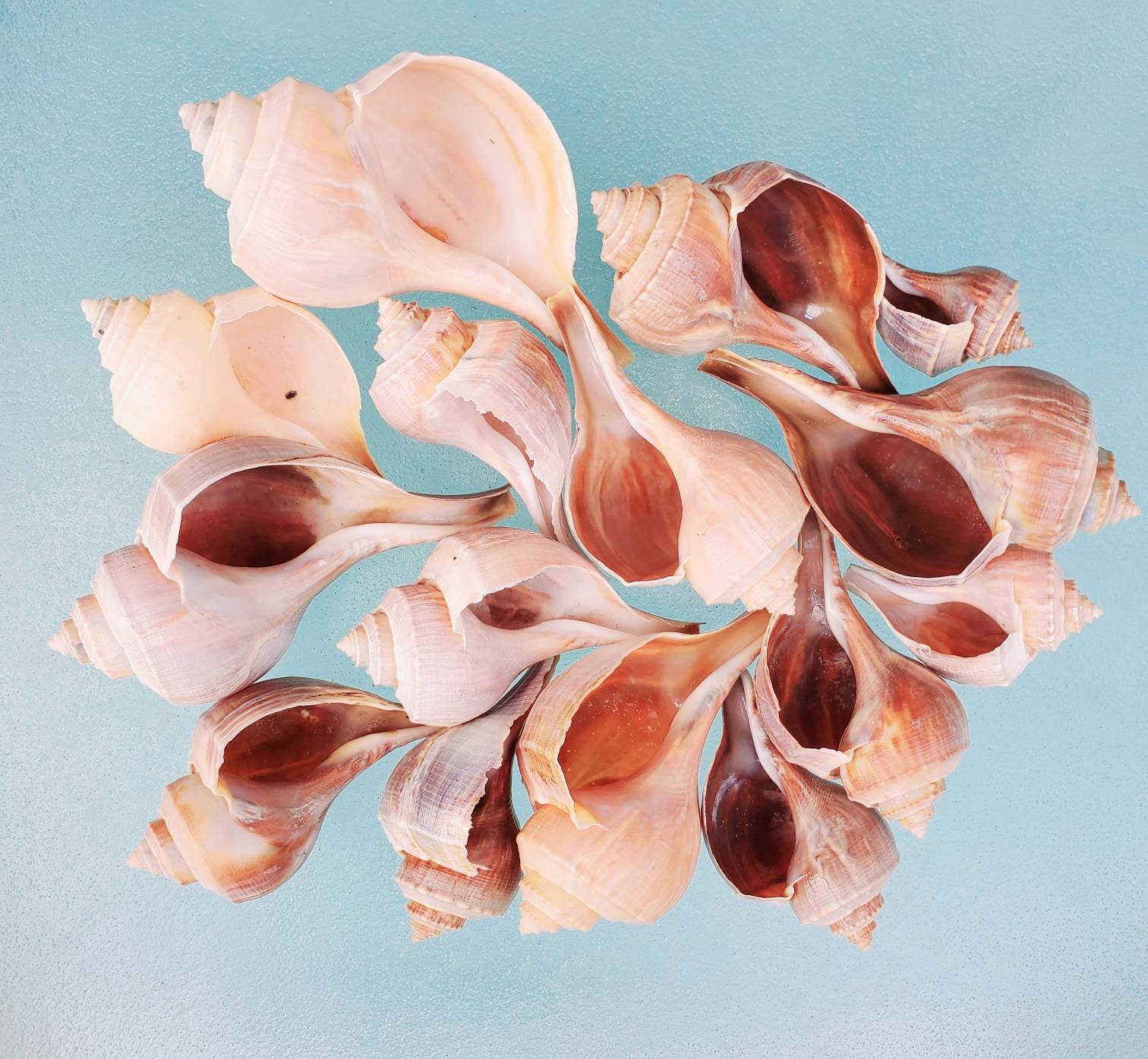 1 Cape Cod Channeled Whelk Shells. 6 to 3 Long | Etsy