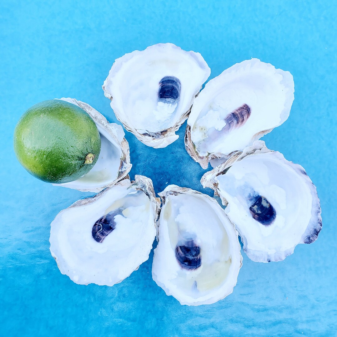 6 Medium 2 3/4" up to 3 1/4" Cup Oyster Shells . Oyster Shells for ...