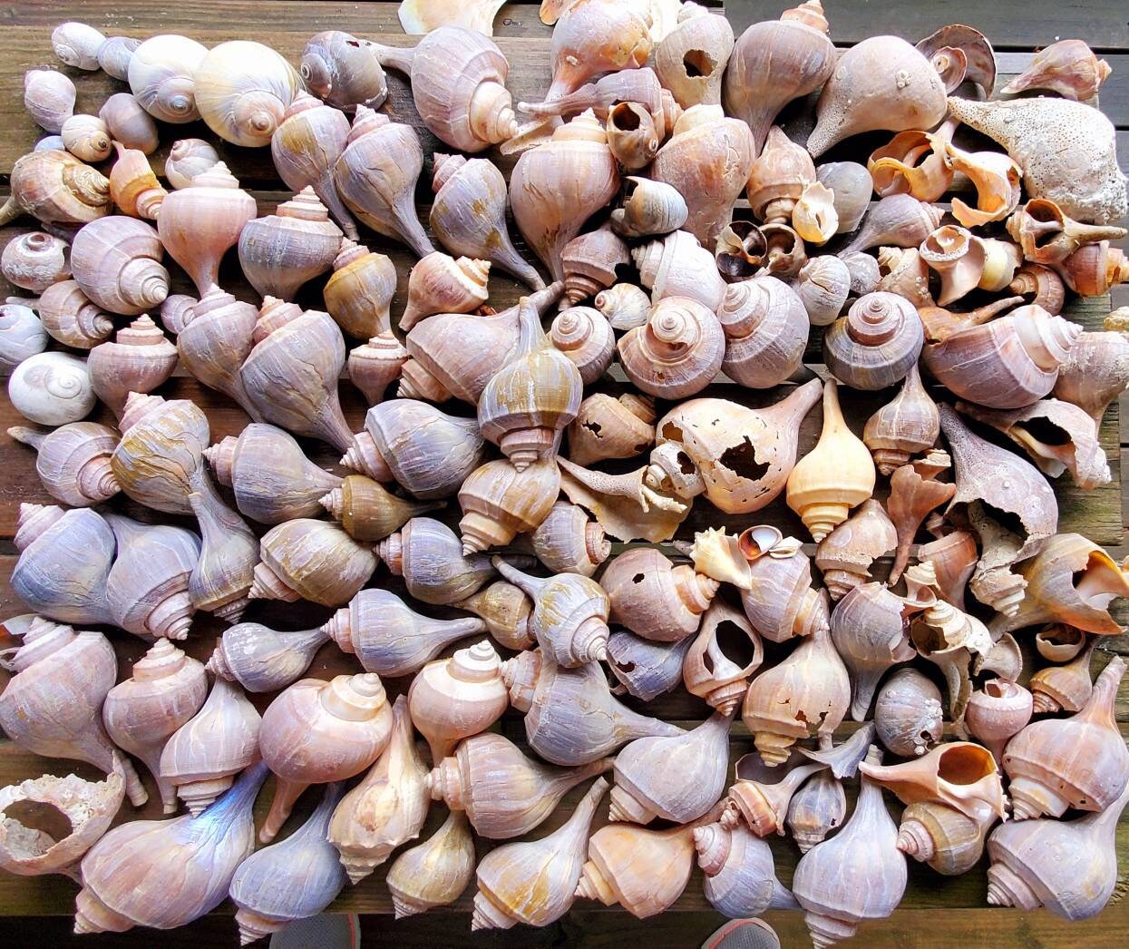 1 Cape Cod Channeled Whelk Shells. 6 to 3 Long | Etsy