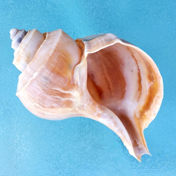 1 Cape Cod Channeled Whelk Shells. 6 to 3 Long - Etsy