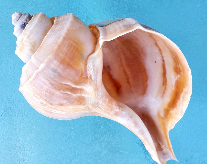 1 Cape Cod Channeled Whelk Shells. 6" to 3" Long Channeled Whelk Shell ...