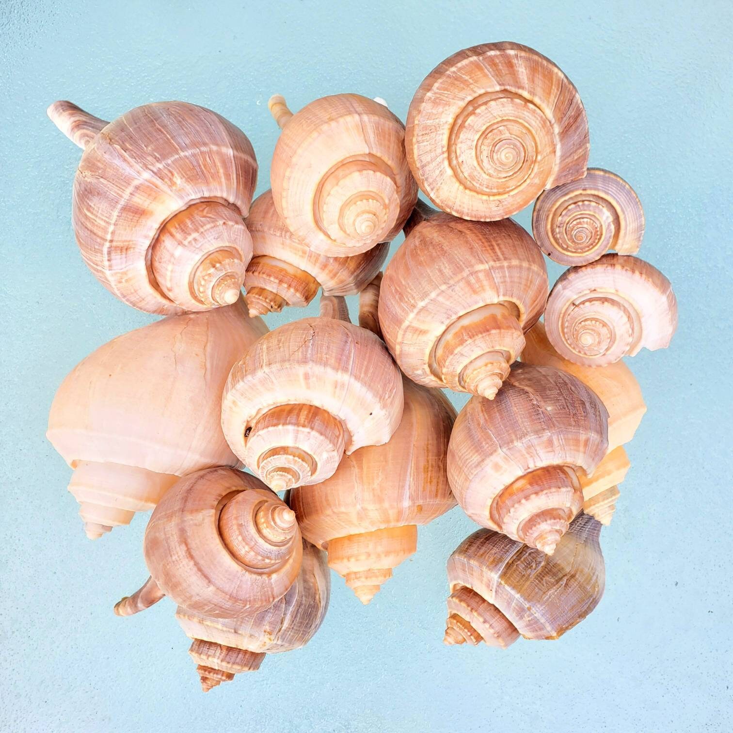 1 Cape Cod Channeled Whelk Shells. 6 to 3 Long | Etsy