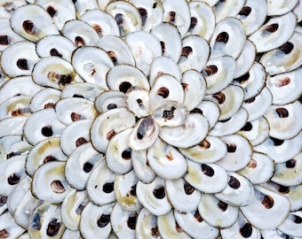 Cape Cod Shells | Etsy